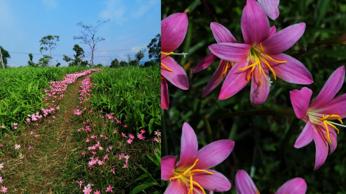जंगलमा जतातै पाईने वन लसुन केजी कै २५० मा बिक्रि हुन थाल्यो, बल्ल ...