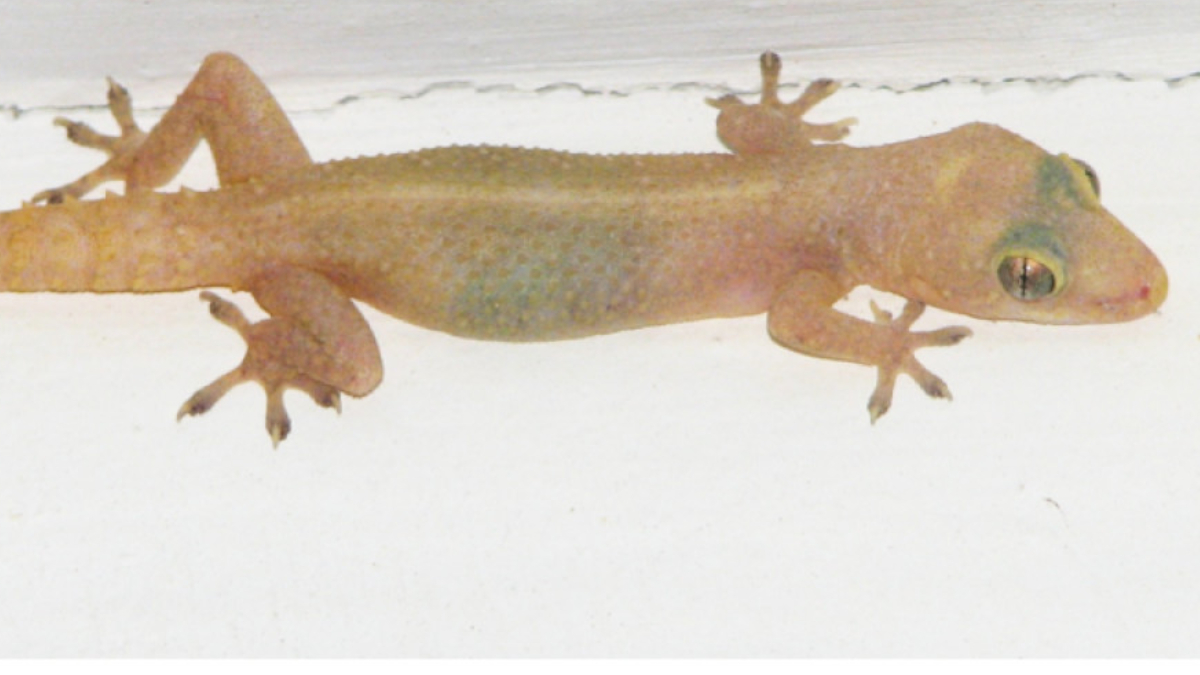 घरमा पाइने एउटा माउसुलीको मुल्य ६५ लाख ! « जनबोली न्यूज नेटवर्क प्रा. लि