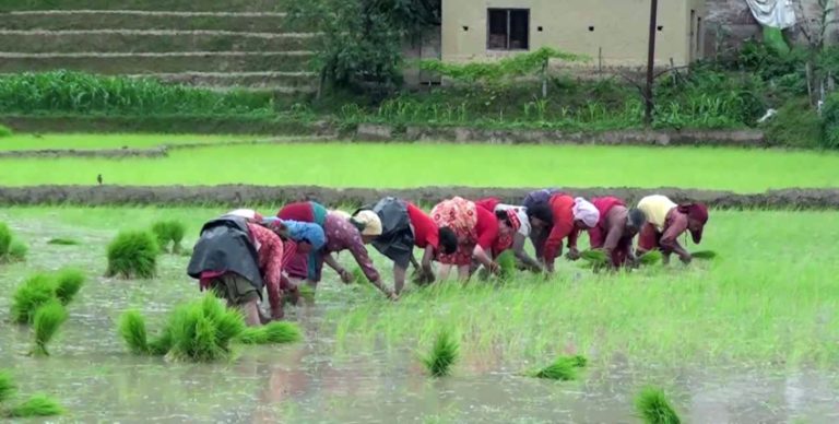 आज असार १५ गते, राष्ट्रिय धान दिवस मनाईदै जनबोली न्यूज नेटवर्क प्रा. लि