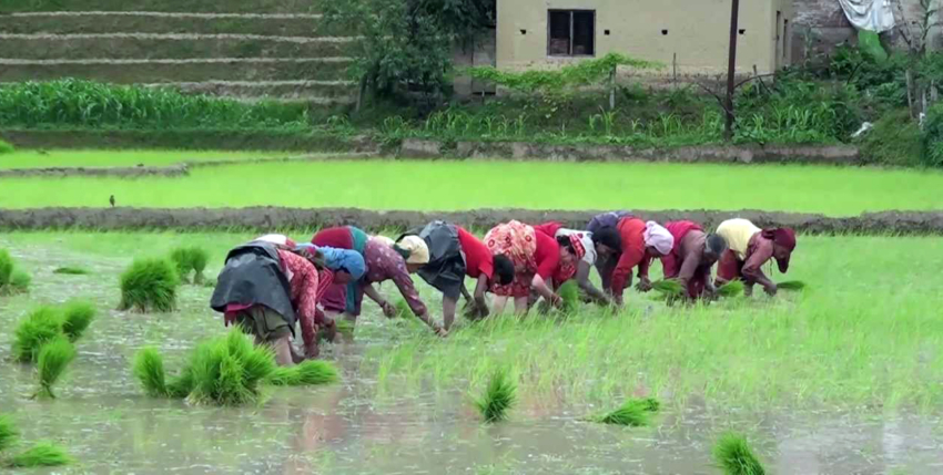 आज असार १५ गते, राष्ट्रिय धान दिवस मनाईदै जनबोली न्यूज नेटवर्क प्रा. लि